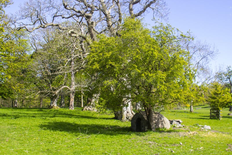A Hawthorn Tree Standing in a Farm Field in Early Spring Stock Photo ...