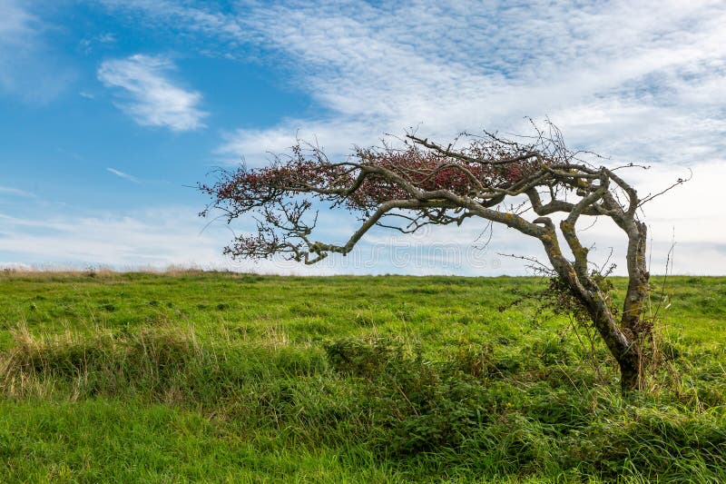 A Windswept Tree on a South Downs Hillside Stock Image - Image of ...