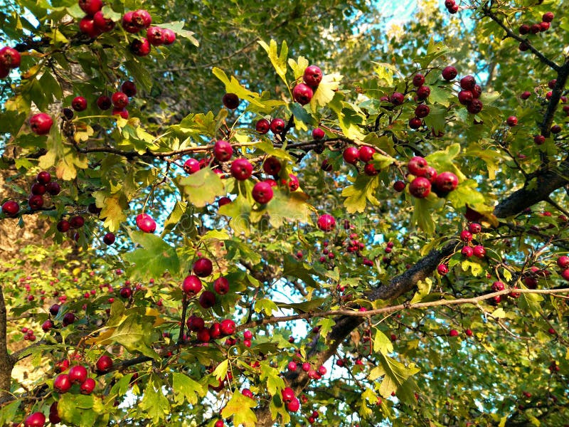 Hawthorn Trees Create a Pleasant Atmosphere Stock Image - Image of ...
