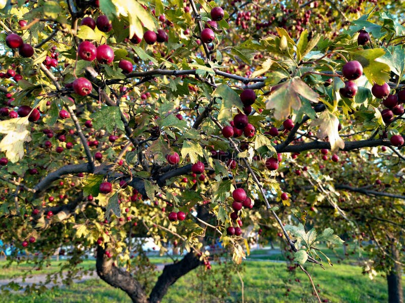 Hawthorn Trees Create a Pleasant Atmosphere, Stock Photo - Image of ...
