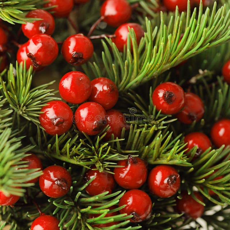 Hawthorn twig background stock photo. Image of holiday - 62733604