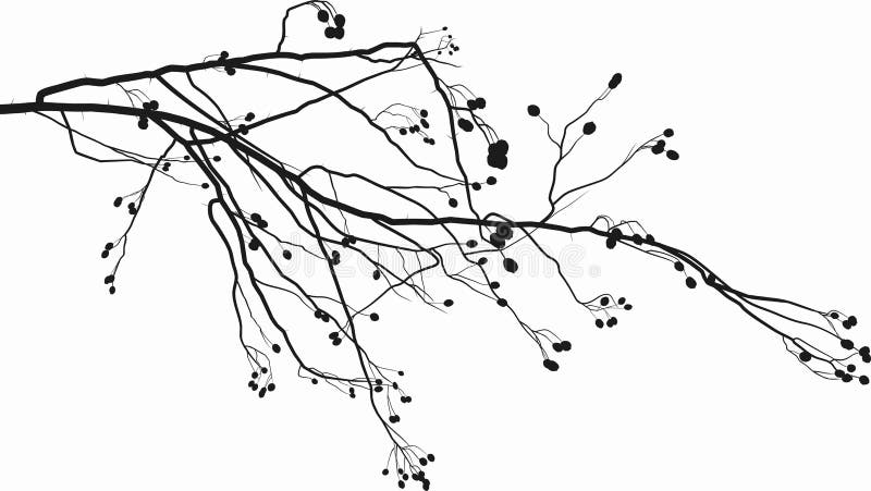 Hawthorn Twig, Latin Crataegus Laevigata Stock Vector - Illustration of ...