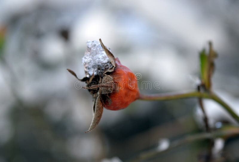 Hawthorn under the snow stock photo. Image of hawthorn - 117572230