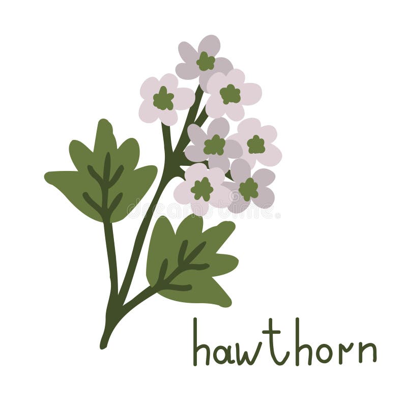 Hawthorn vector flower stock vector. Illustration of season - 209817435