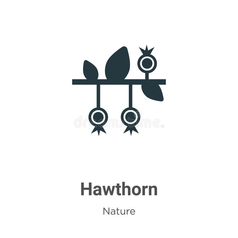 Hawthorn Vector Icon on White Background. Flat Vector Hawthorn Icon ...