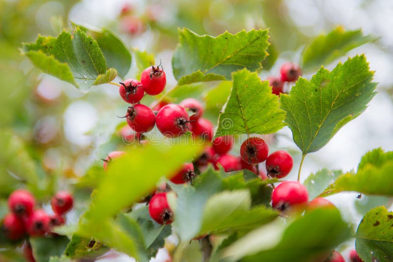 Hawthorns stock image. Image of fresh, autumn, fresness - 45973775
