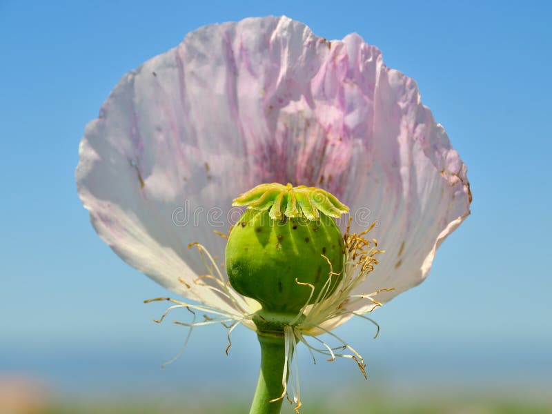 Haxixe imagem de stock. Imagem de fundo, haxixe, verde - 10604939