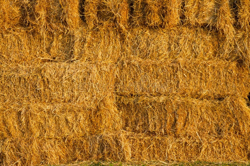 Hay stock photo. Image of material, field, isolated, natural - 17080216