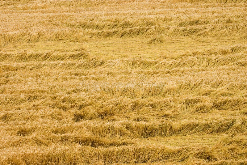 Hay stock image. Image of yellow, strand, abstract, pattern - 203309