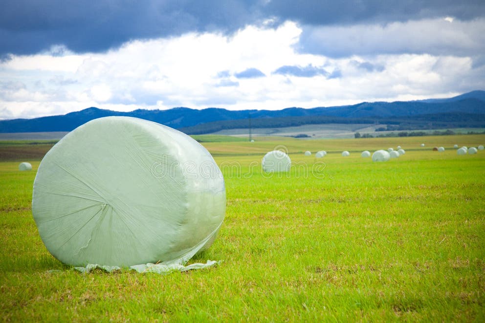 Hay stock photo. Image of fall, wrap, fodder, autumn, grass - 3509018