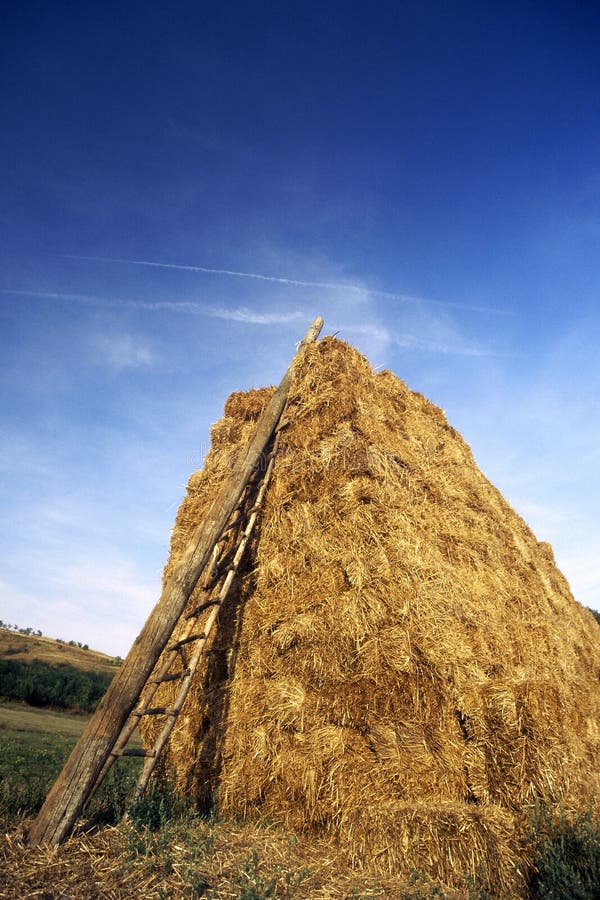 Hay stock photo. Image of rural, armful, earth, yellow - 545948