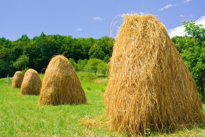 Hay stock photo. Image of barley, plant, bale, land, agriculture - 5689552