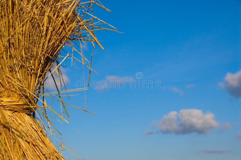 Hay Truck stock image. Image of haul, collect, harvest - 152633