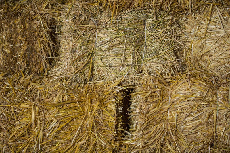 Hay as background stock image. Image of feed, farming - 56990173