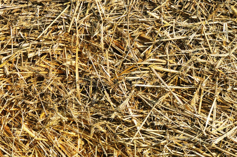 The Hay As a Background Macro Stock Image - Image of golden, nature ...