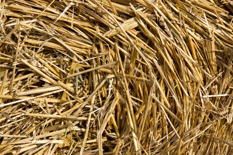 Hay background stock image. Image of natural, pattern - 10960499