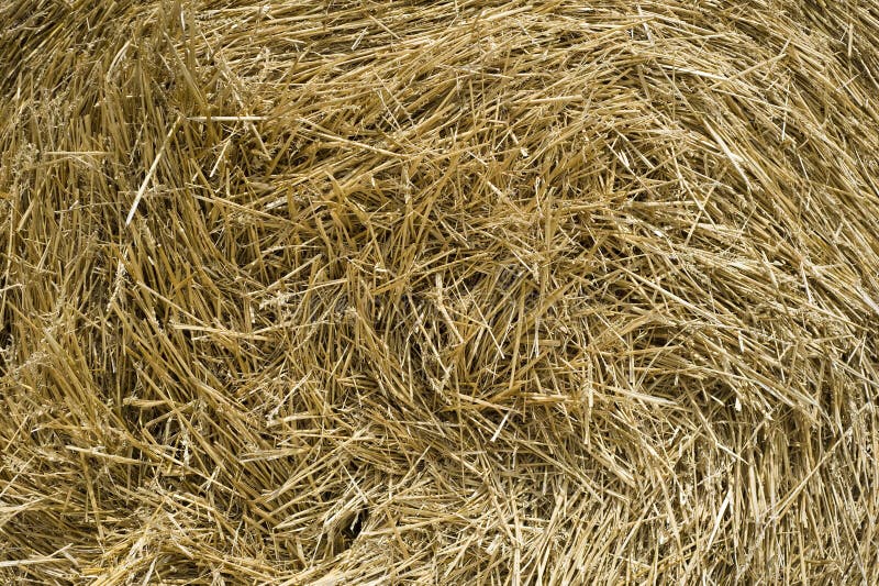 Hay Background stock image. Image of texture, wheat, simple - 20247803