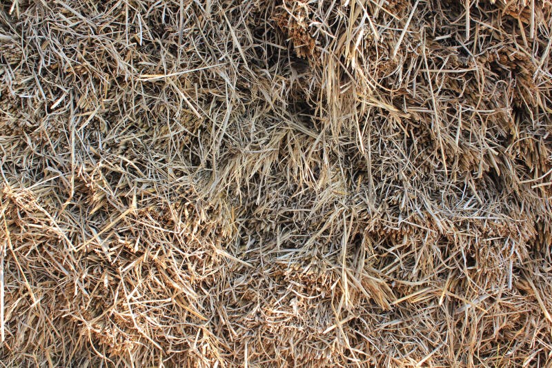 Hay background stock image. Image of plant, farm, abstract - 49399121