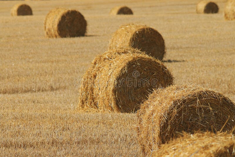 Hay background stock photo. Image of grain, agriculture - 50332952