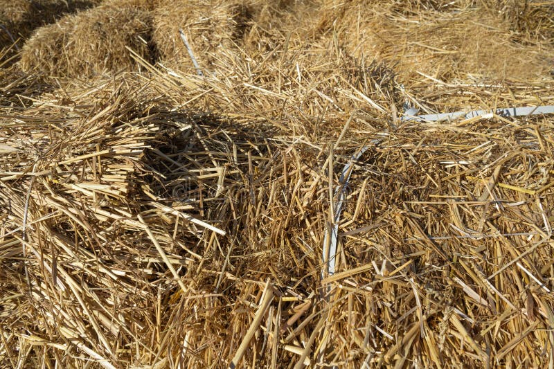 Hay Texture Background, Straw Pattern, Dry Golden Grass Mockup, Dry ...