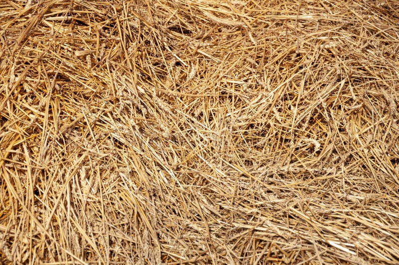 Hay Background. Hay in the Village Closeup Texture. Stock Photo - Image ...