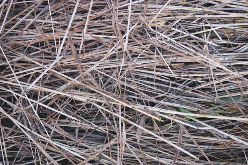 Hay Background, Hay Wallpaper, Hay Background Macro Stock Image - Image ...