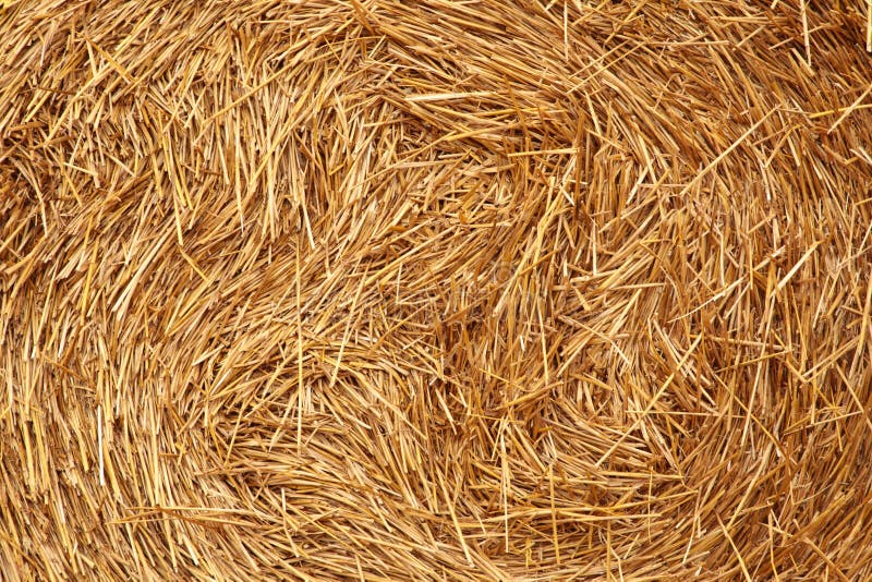 Hay Background, Hay Wallpaper, Texture. Macro Photo Stock Image - Image ...