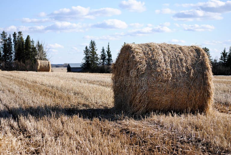 Hay bail stock photo. Image of agriculture, summer, straw - 49712514