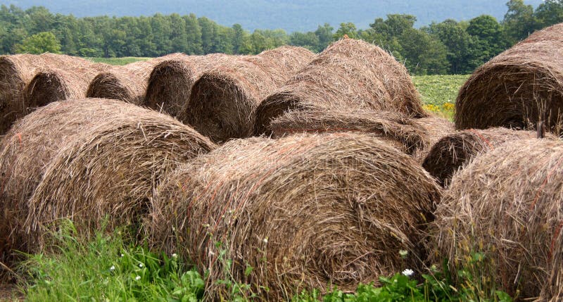 Hay Bails stock image. Image of grow, gold, bail, package - 11216979