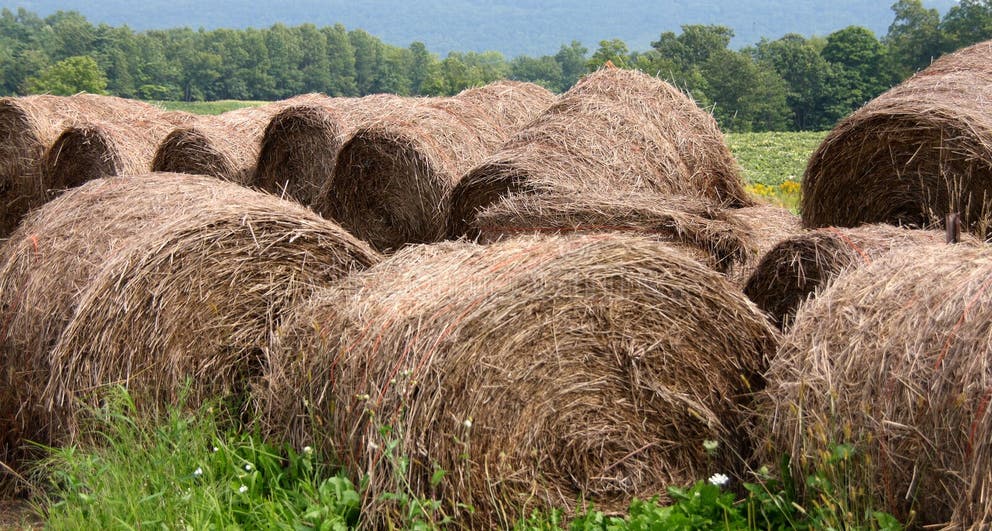 Hay Bails stock image. Image of grow, gold, bail, package - 11216979