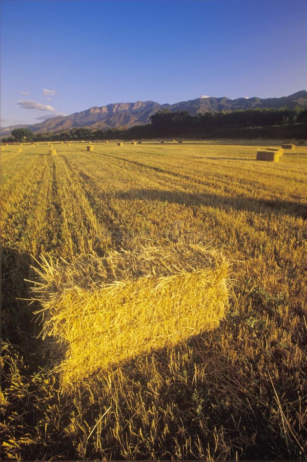 Hay bails stock photo. Image of hill, canola, agriculture - 26253128