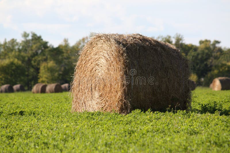 Hay Bails stock photo. Image of harvest, rural, landscape - 6416578