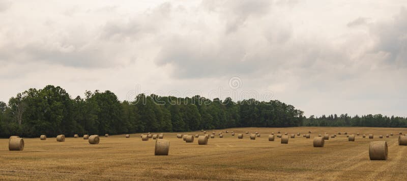 Hay Bails on a Farmers Field Stock Photo - Image of landscape, farm ...