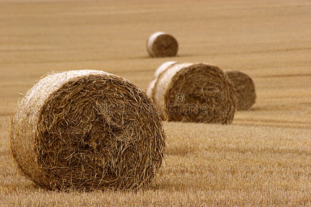 Hay bails in field (3) stock photo. Image of hill, landscape - 1154668