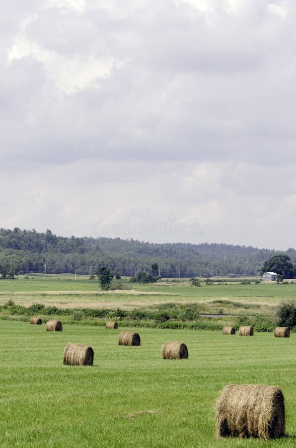 Hay bails stock photo. Image of package, meadow, grain - 125059398