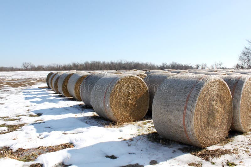 Round Hay Bales in Winter Snow Stock Photo - Image of pile, outdoors ...