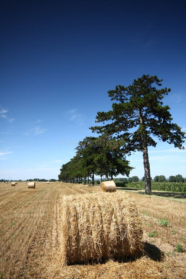 Hay bale stock photo. Image of grain, lumber, beautiful - 10748038