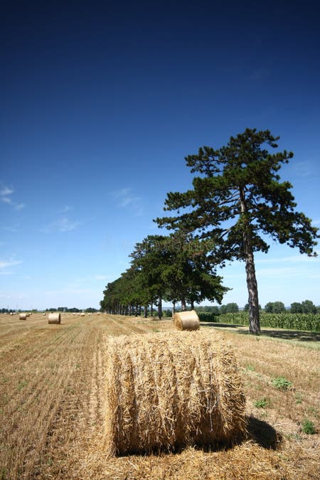 Hay bale stock photo. Image of grain, lumber, beautiful - 10748038