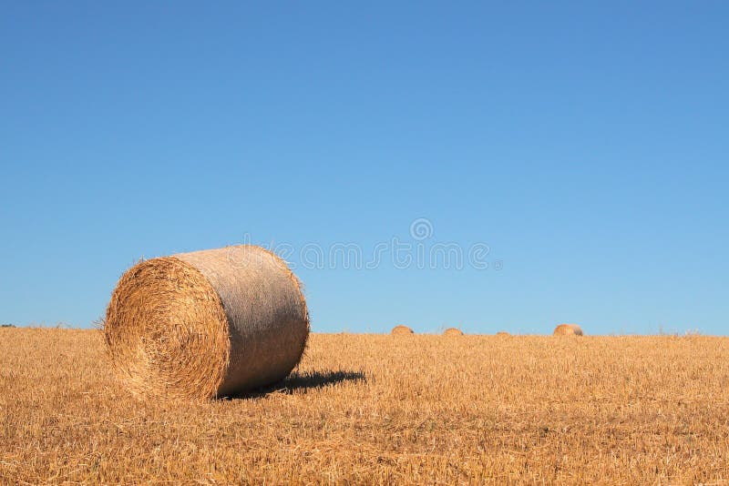 Hay Bale stock photo. Image of sunny, roll, harvest, gold - 3113798