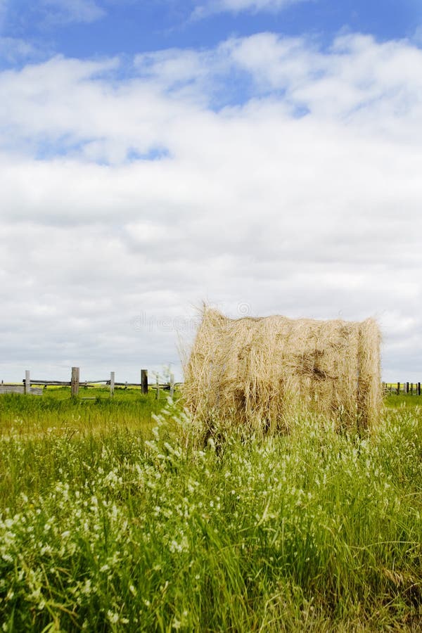 Tropical Bar and Grill stock photo. Image of umbrella - 5799646