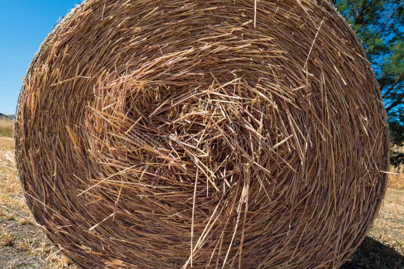 Hay bale stock photo. Image of field, grain, fields, focus - 38024320
