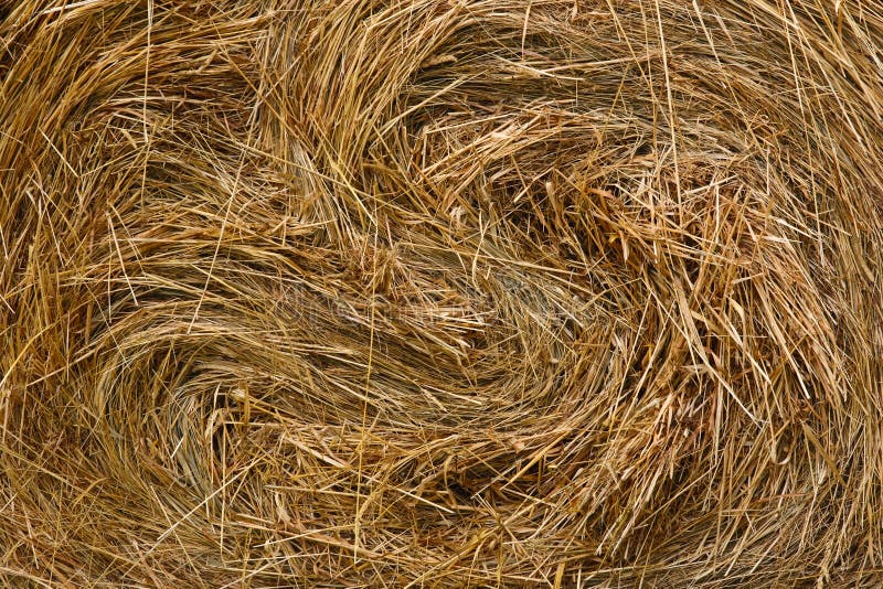 Hay Bale stock photo. Image of food, field, hayrick, farm - 32625788