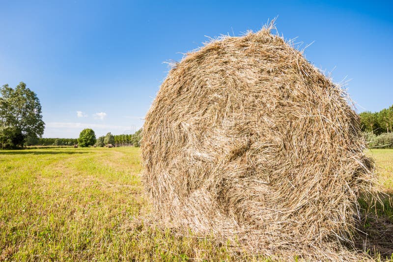 Hay bale stock photo. Image of cloud, round, crop, plant - 55432310