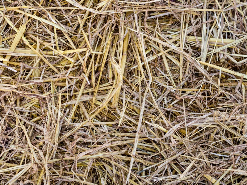 Basket weave stock photo. Image of fibers, wood, texture - 11514718