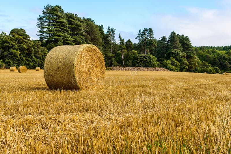 Hay bales in a field stock photo. Image of crop, gathered - 9685756