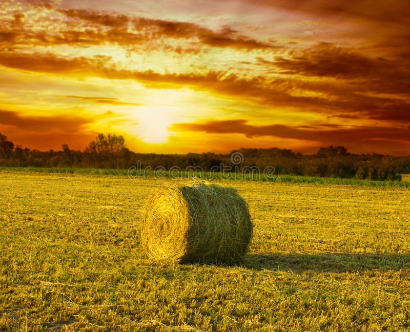 Hay Bale on the field stock photo. Image of spring, dawn - 39300066