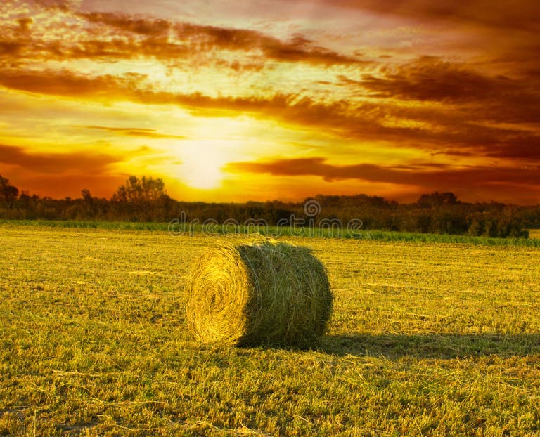 Hay Bale on the field stock photo. Image of spring, dawn - 39300066