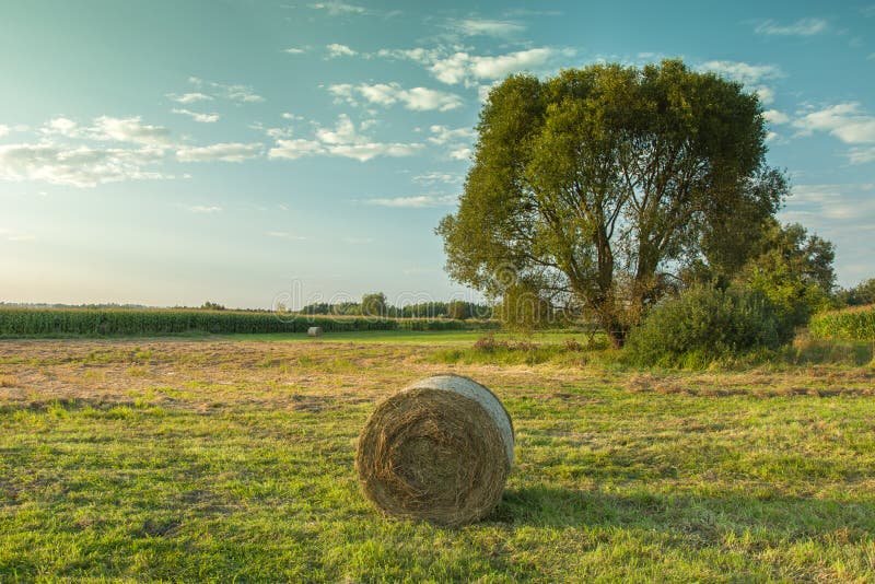 Hay Bale on the Field and Tree Stock Image - Image of farmland, harvest ...