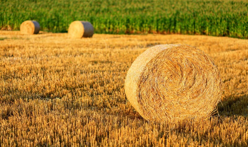 Hay Bale Fields and Farmlands Stock Image - Image of nature, harvesting ...