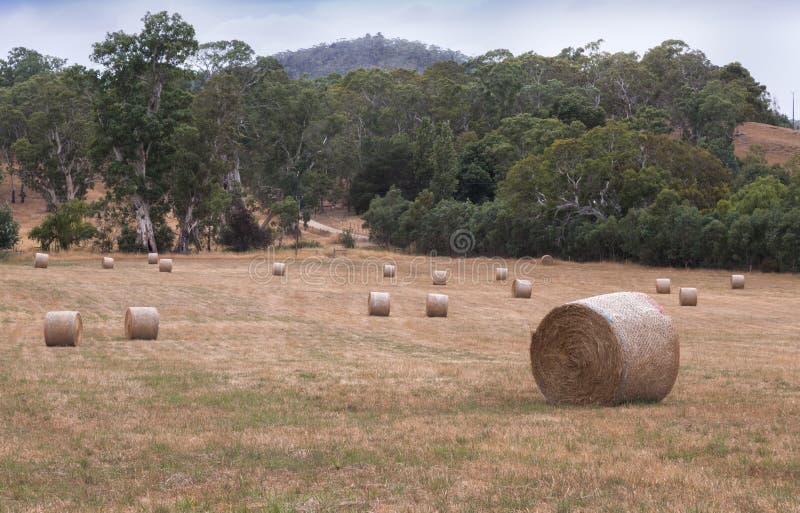 Hay Bale on Grass Ground at Adelaide, Australia Stock Image - Image of ...